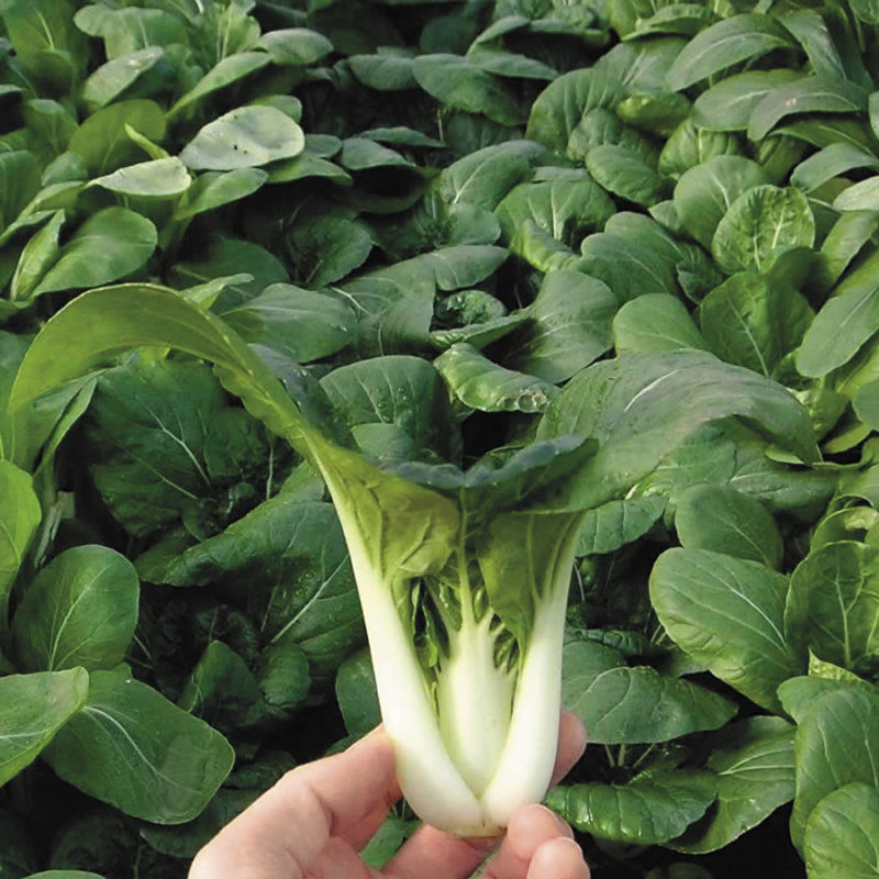 Green pak choi seeds buy now at www.seedsnpots.com
