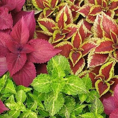 Coleus Blumei seeds, coleus rainbow available seedsnpots.com
