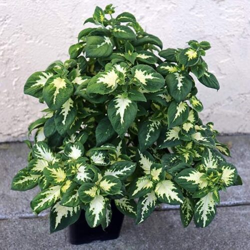 Coleus Wizard Jade, coleus rainbow available seedsnpots.com
